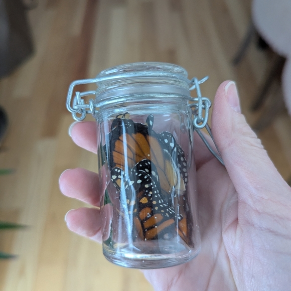 Accents | Monarch Butterfly Oddity Glass Jar With Preserved Butterflies ...